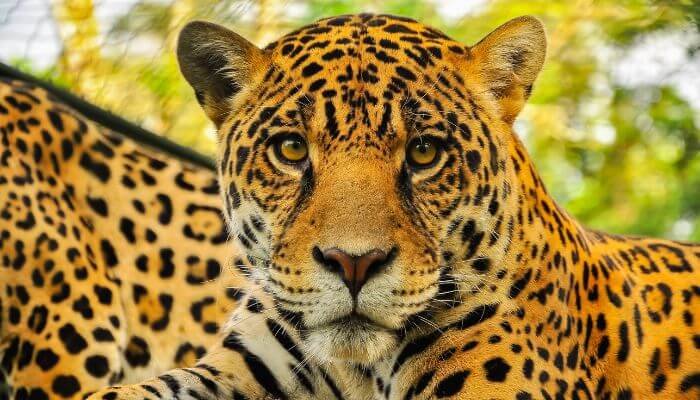 Animais da Amazônia em extinção: Conheça-os